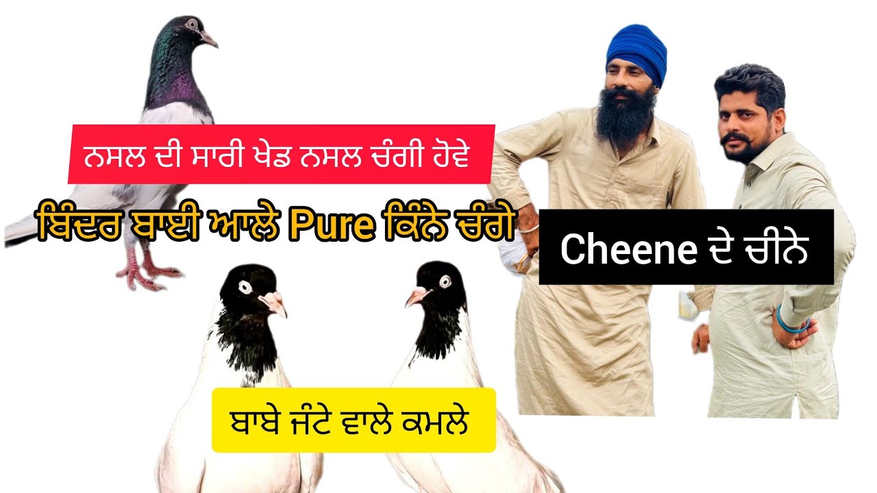 Cheene ਦੇ ਚੀਨਿਆਂ ਦਾ ਕਰੋ ਸੌਂਕ ਕਿਵੇਂ ਬਣੀ ਨਸਲ ਤੇ ਕਿਵੇਂ ਕਰਦੇ ਉਡਾਣ ਜੋੜਿਆਂ ਦੀ ...