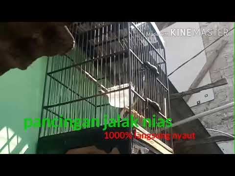 Pancingan jalak nias / jalak batam bakalan langsung nyaut 10000% jitu ...