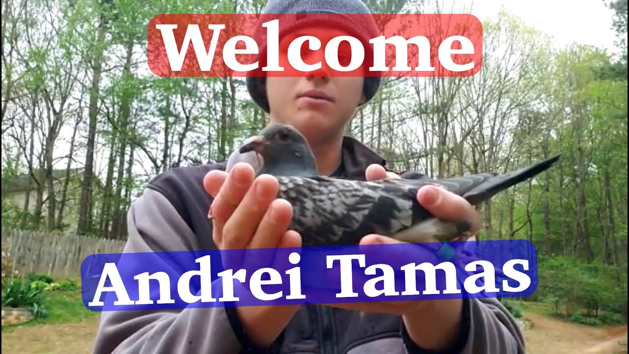 New Racing Pigeons from Andrei Tamas! - YouTube