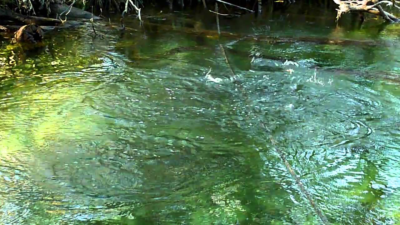 springende vis - YouTube