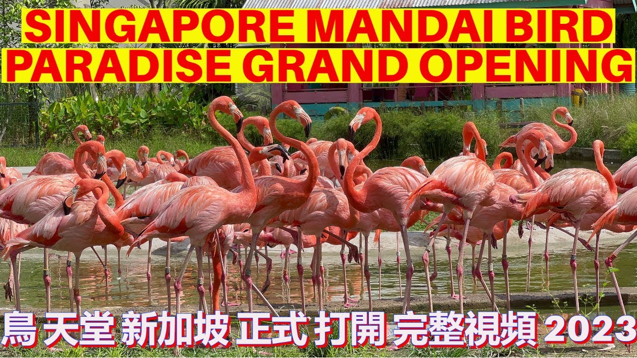 MANDAI BIRD PARADISE:SINGAPORE’S NEWEST ATTRACTION|ASIA’S LARGEST BIRD ...