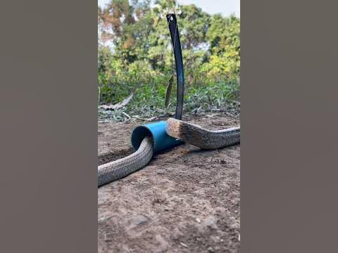 Easy Snake Trap Creative Method DIY Snake Trap Using PVC That Work 100% #snake #snaketrap - YouTube