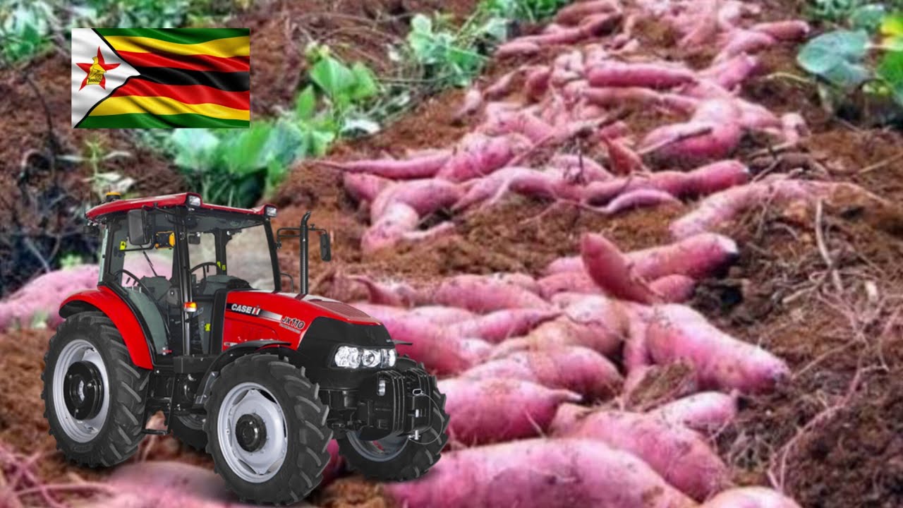 How Long Mbambaira Takes To Grow & When Zimbabwean Farmers Get Paid ...