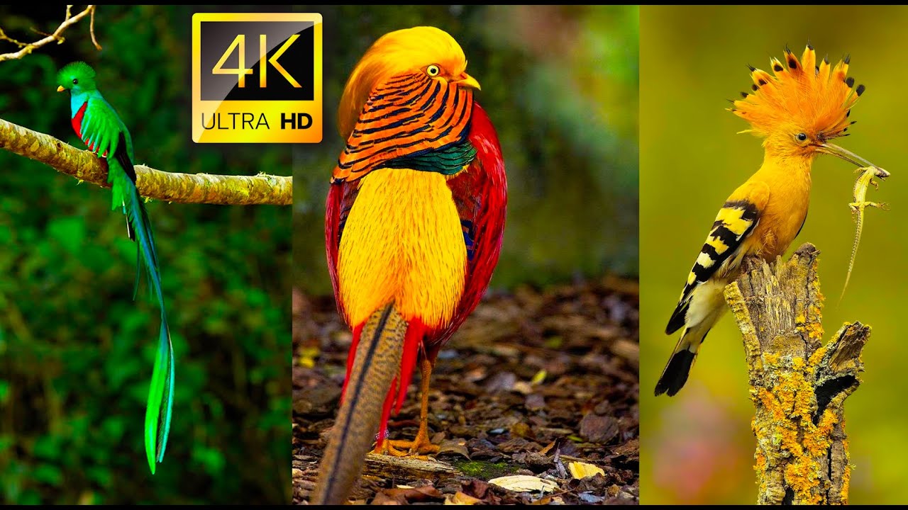 Collection of Cute Birds in 4K UHD Video with 🎵 Ambient Music for ...