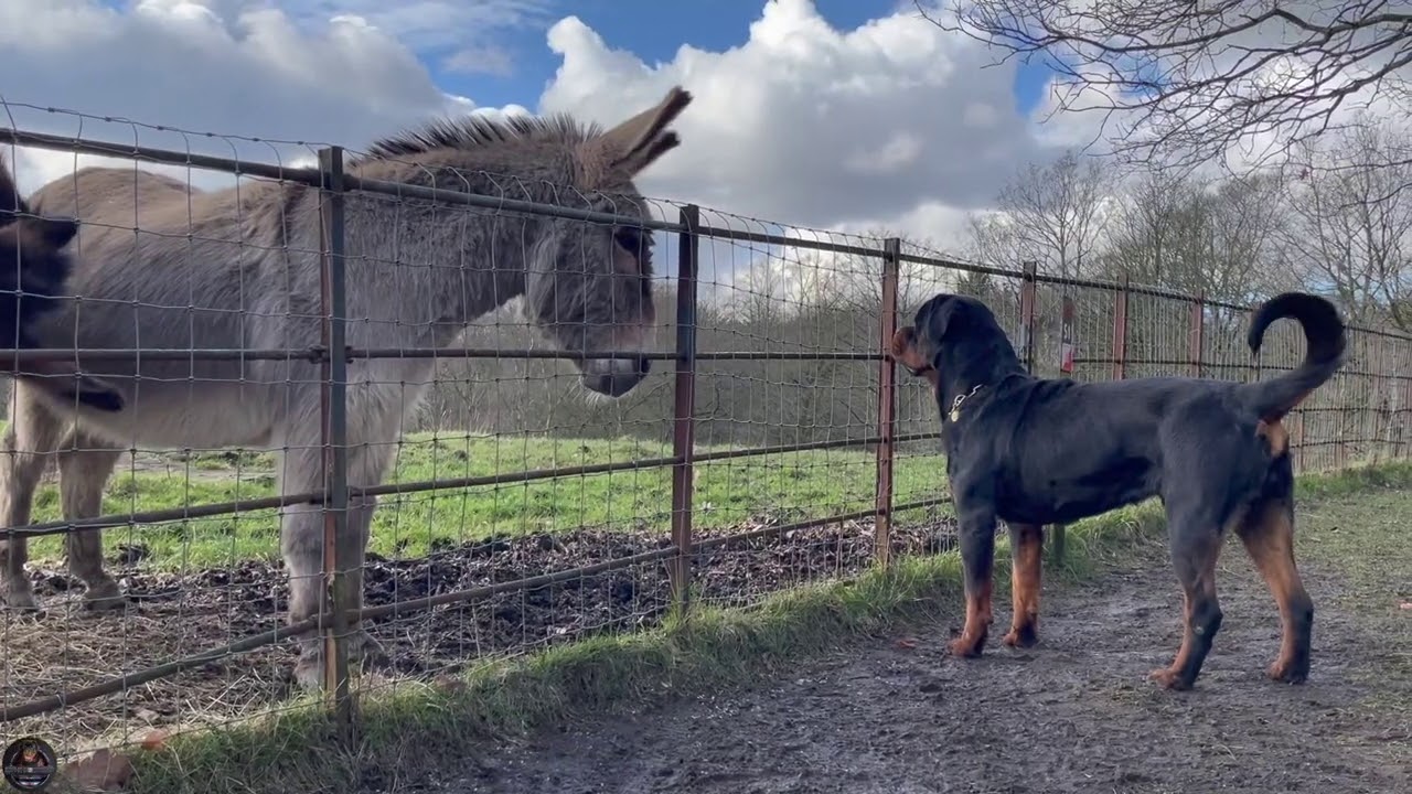 Rottweiler Reaction Seeing Donkeys For The First Time - YouTube