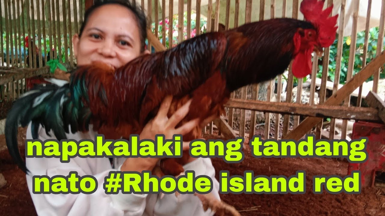 Magkano ang bintahan ng aming Tandang na # Rhode island red na manok ...