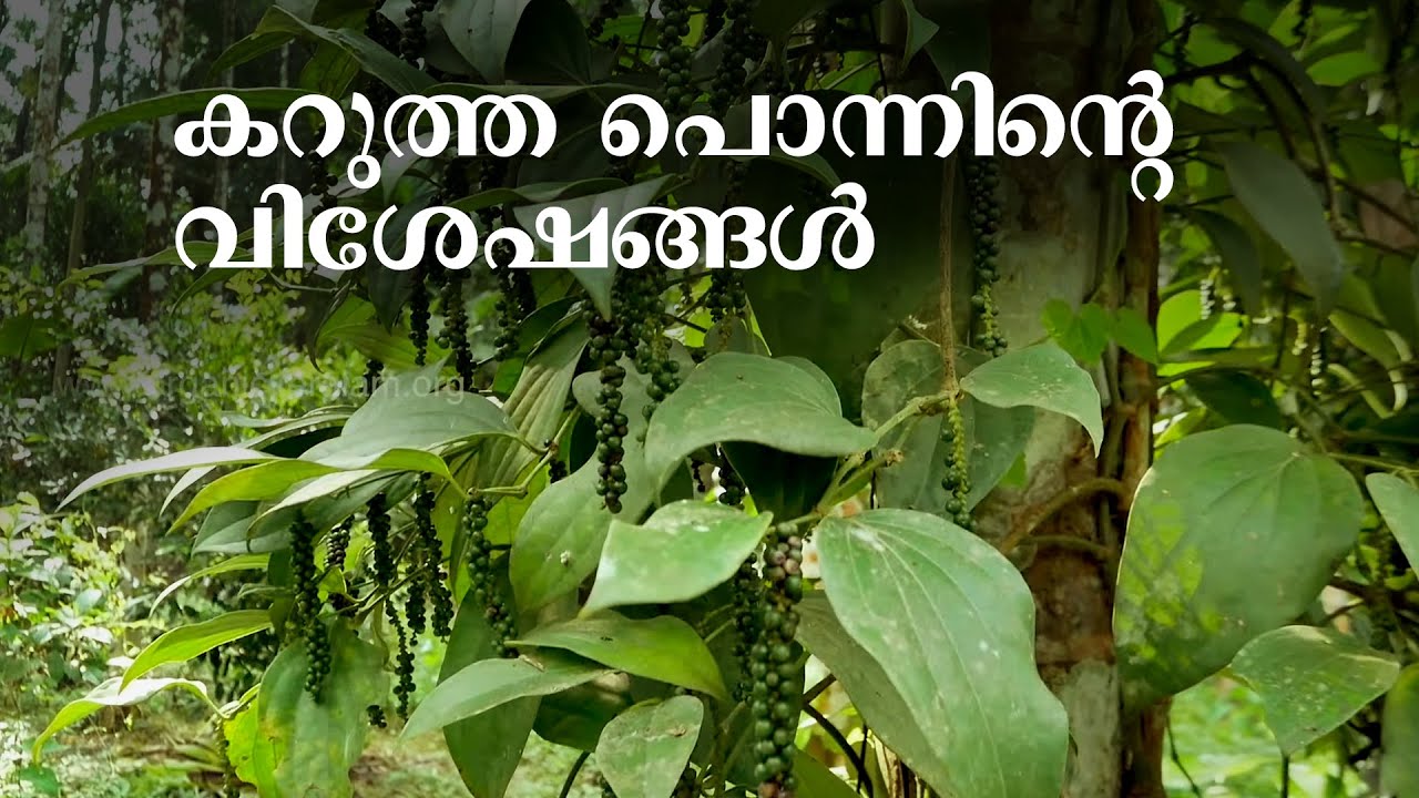 നാടന്‍ കുരുമുളകിനങ്ങള്‍ | Black Pepper Farming | Pepper Varieties - YouTube