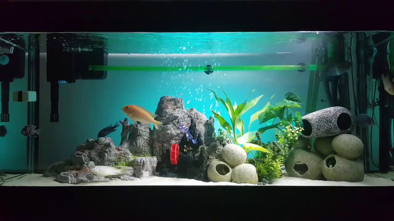5 cost saving tips in fish keeping hobby - YouTube
