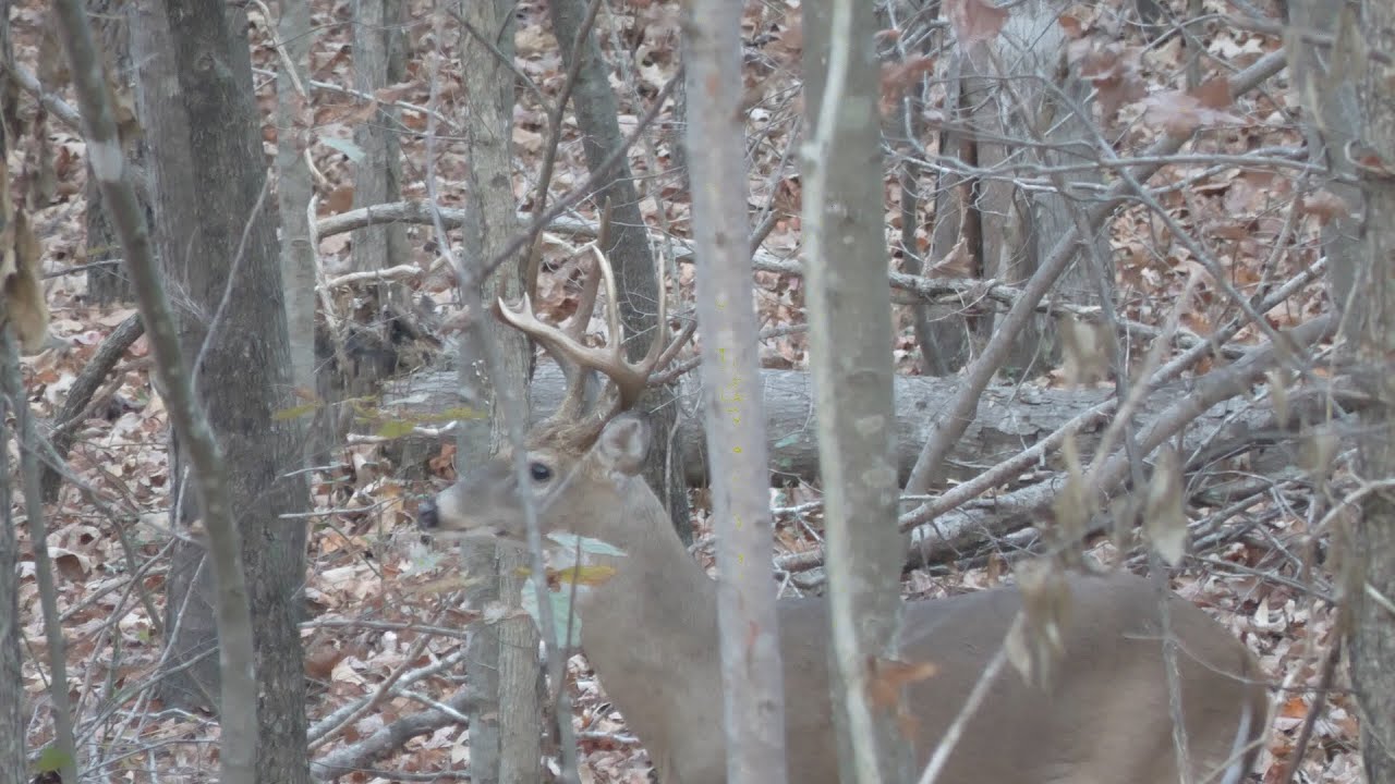Opening Weekend Virginia Muzzleloader Rut Hunting - YouTube