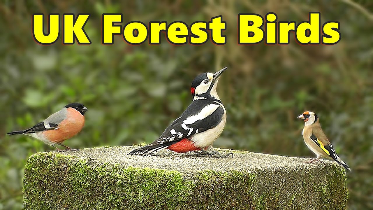 Birds Video ~ Beautiful UK Forest Birds ⭐ 8 HOURS ⭐ - YouTube