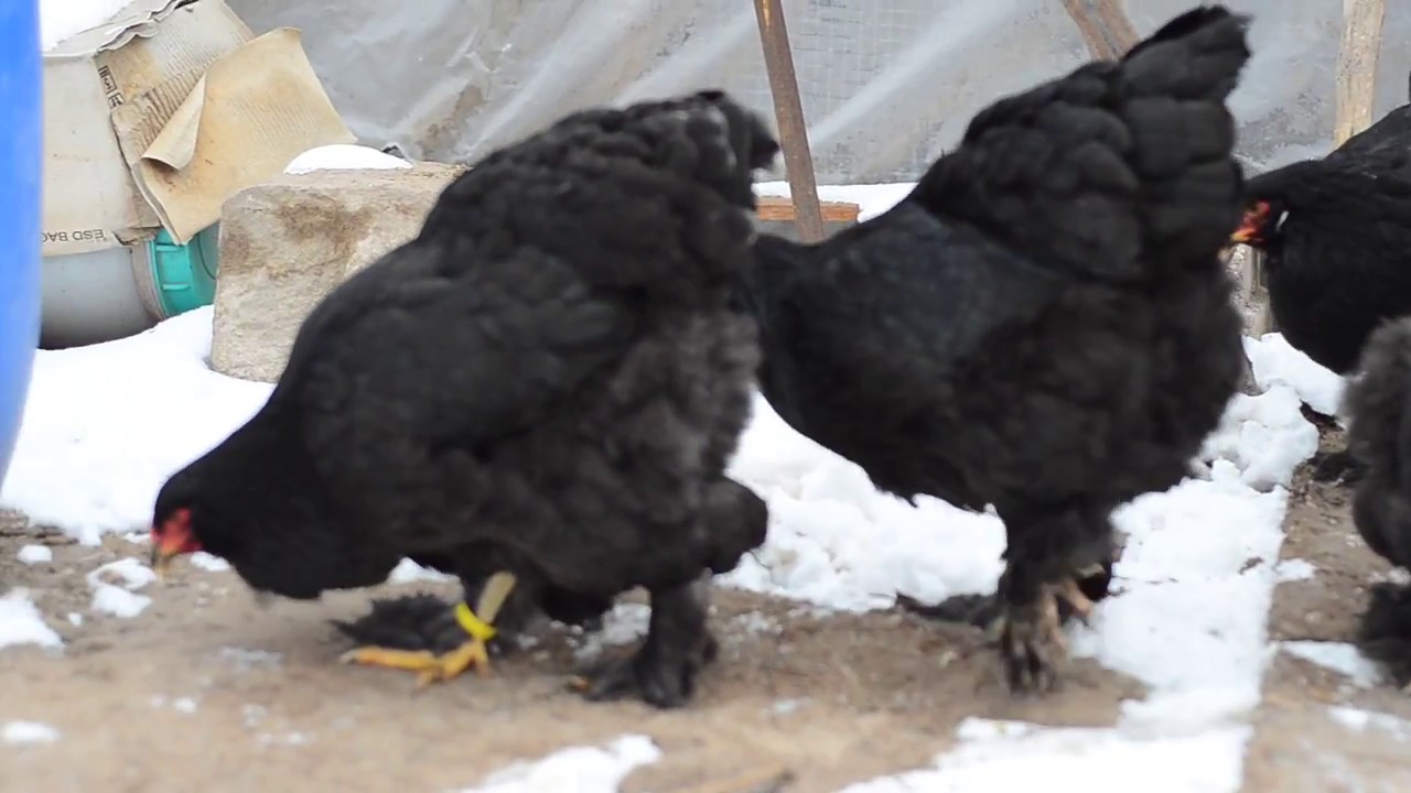 Black & Black Mottled & Blue Mottled Brahma - YouTube