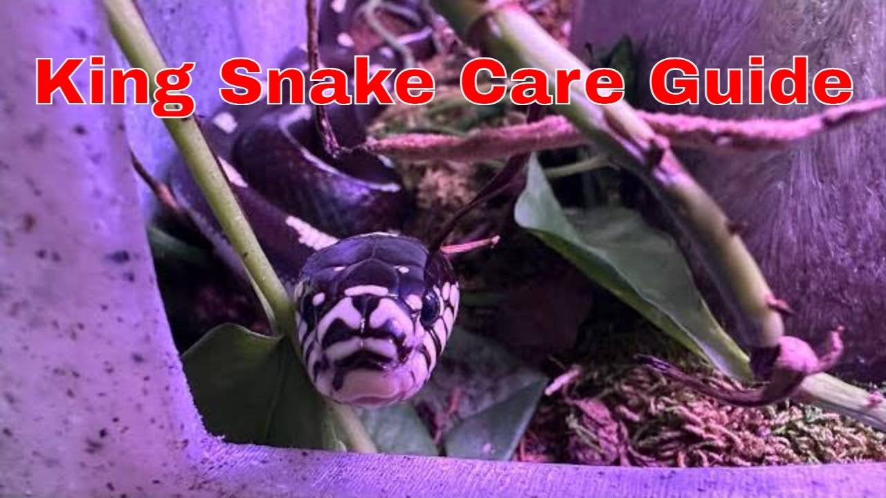 California King Snake: The Ultimate Care Guide - YouTube