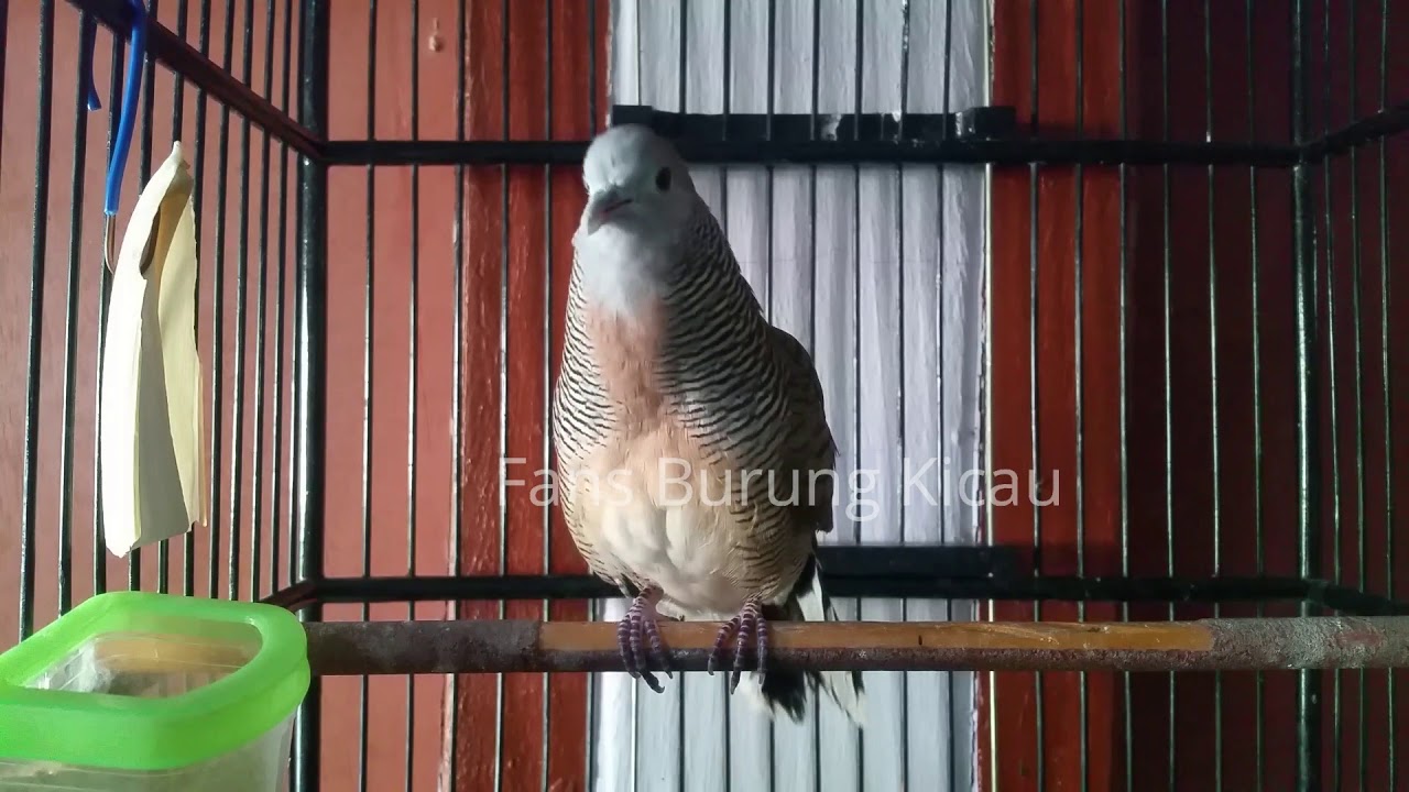 Perkutut LOKAL ALAM Gacor, sangat COCOK buat Pancingan dan Masteran ...
