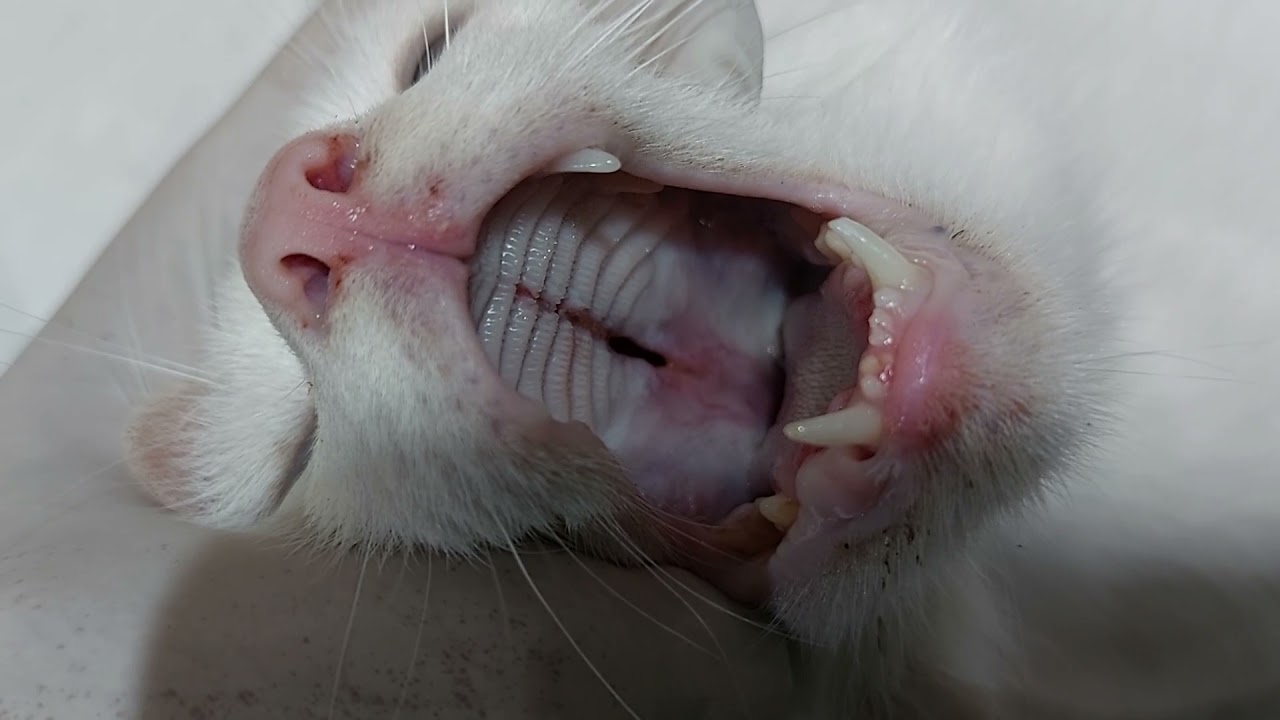 cleft palate cat - YouTube