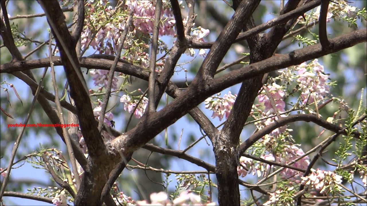 St.Vincent Plum - Mexican Lilac - Gliricidia Sepium fully flowered ...