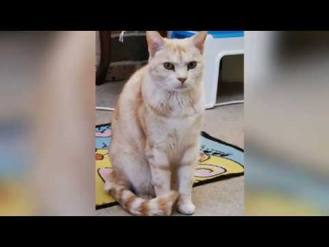 Sam the Ginger cat - YouTube