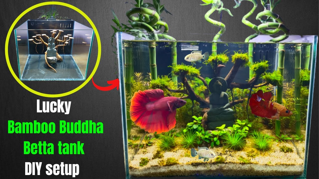 Build Your Dream Aquarium: The Ultimate Step-by-Step Guide😍|Lucky ...