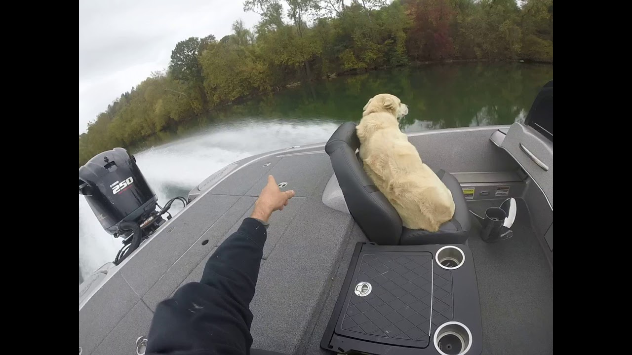 Falcon 205 Bassboat with 250 SHO top speeds! 78-80 mph loaded! 1 of 4 ...