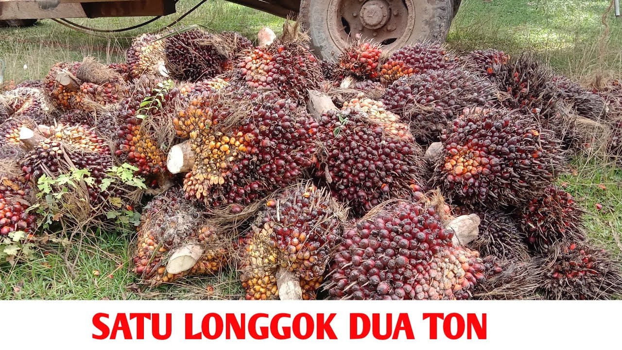 Loading buah sawit pokok tinggi malaysia - YouTube