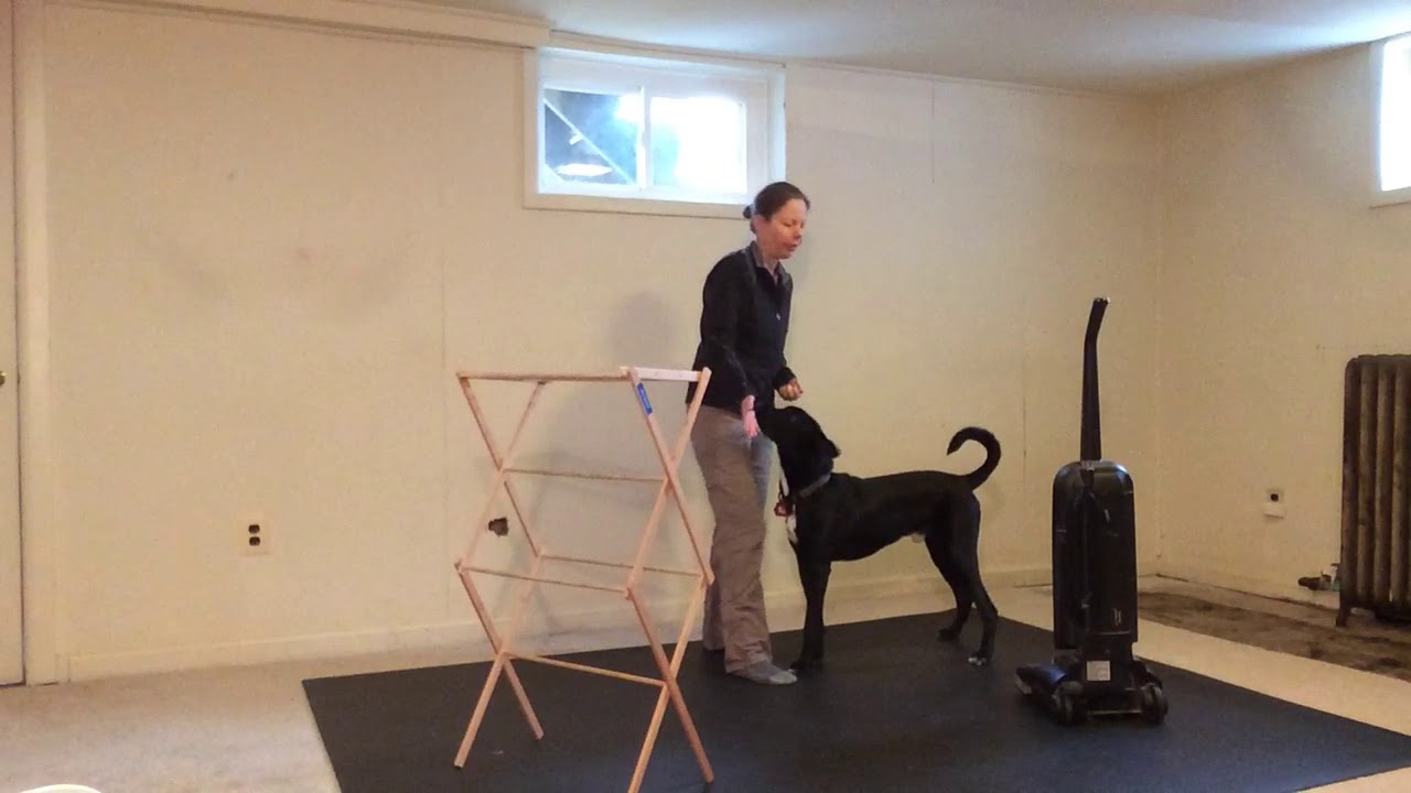 How to teach your dog to circle around 2 objects and add a figure 8 ...