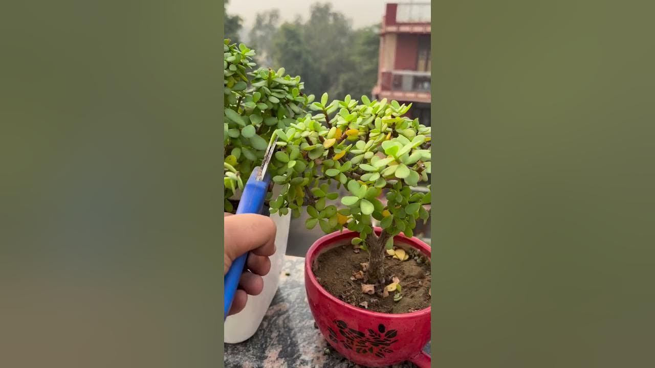 Jade bonsai banayein bahot hi aasani se ghar par!Use code Sambhav10 to ...