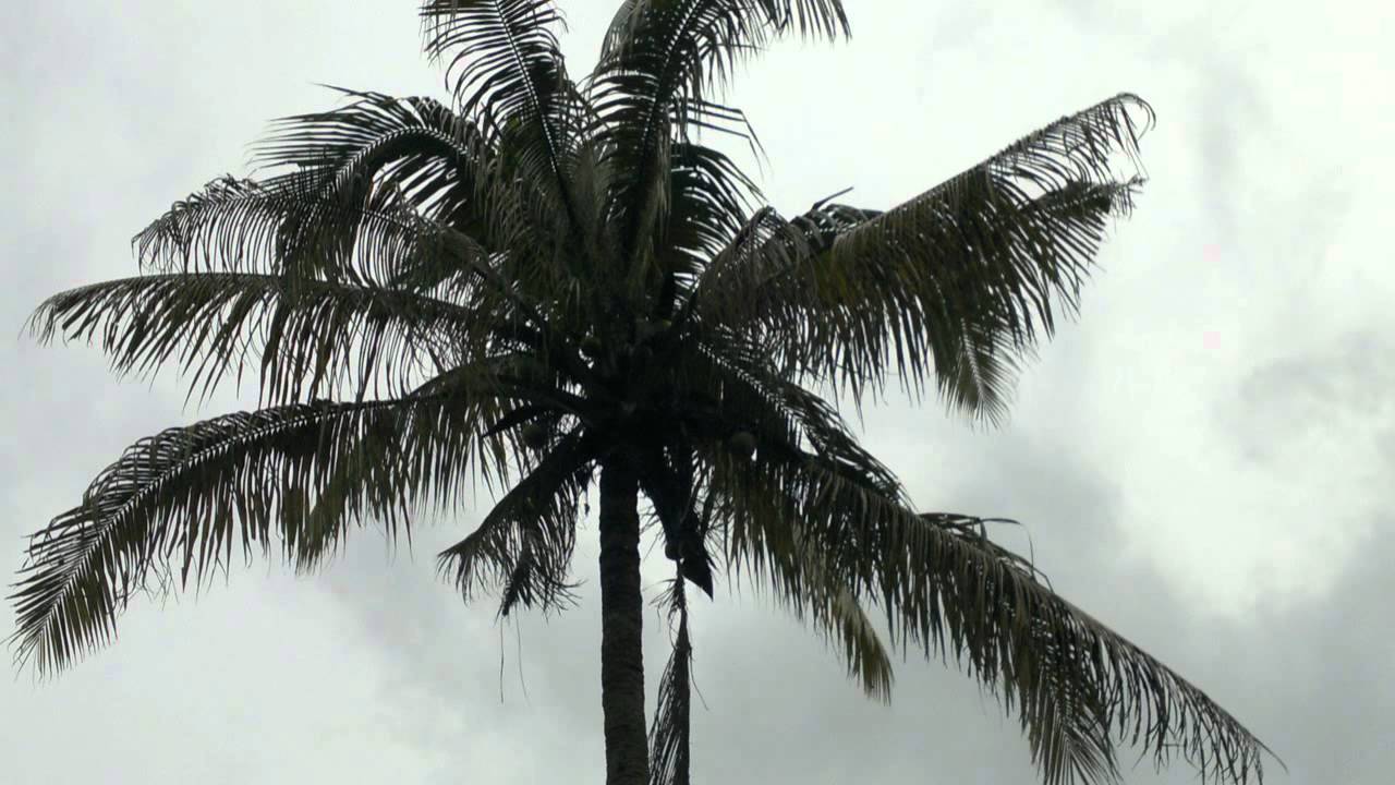 COCONUT SCALE INSECT ERADICATION PROJ - TORRES FARM PART 2C - YouTube