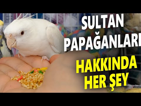 SULTAN PAPAĞANLARI HAKKINDA 1 SAAT-ele alıştırma,evcilleştirme,eğitimler,ötüşü sesi,bakımı,beslenme