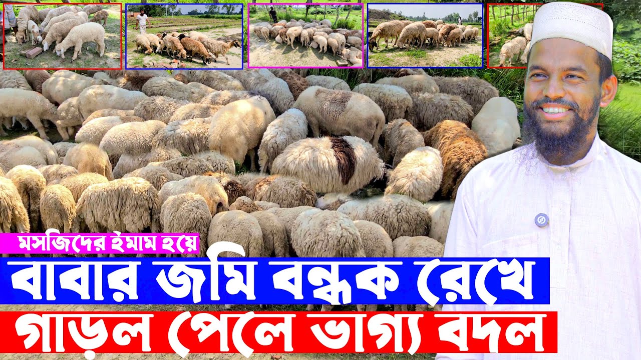 মসজিদের ইমাম হয়ে বাবার জমি বন্ধক রেখে গাড়ল পেলে ভাগ্য বদল || গাড়ল খামার || Soha Agro - সোহা ...