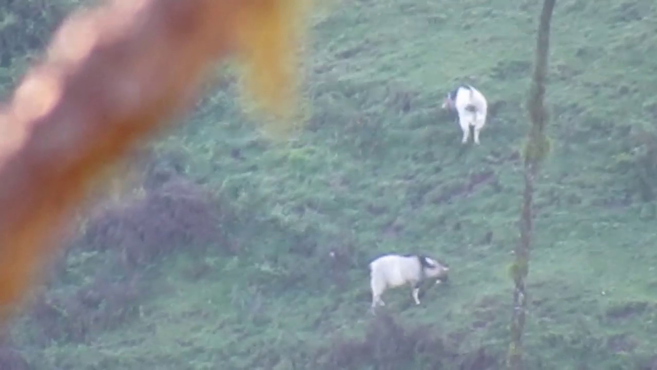 Long range goat shoot. - YouTube