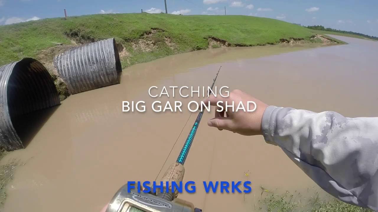 How to Catch Big Gar Using Shad; Bonus big cat fish - YouTube