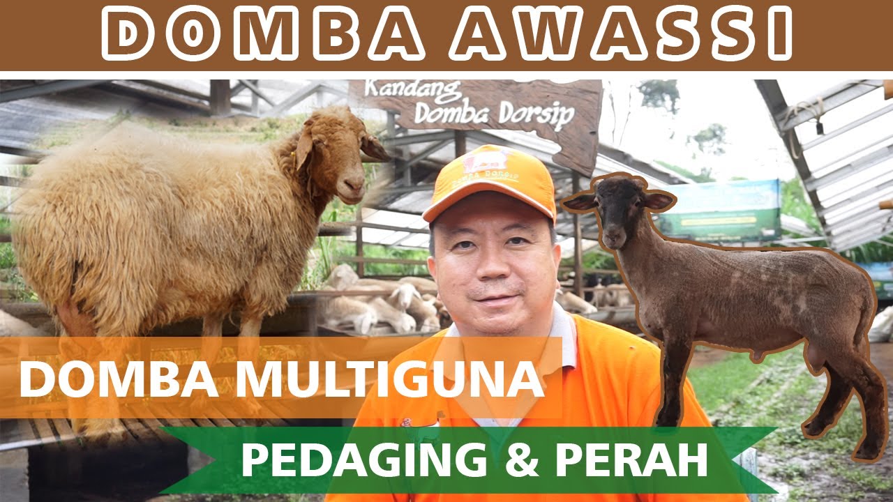 DOMBA AWASSI ADA DI INDONESIA !!! Breeding Domba Awassi dan silangannya ...