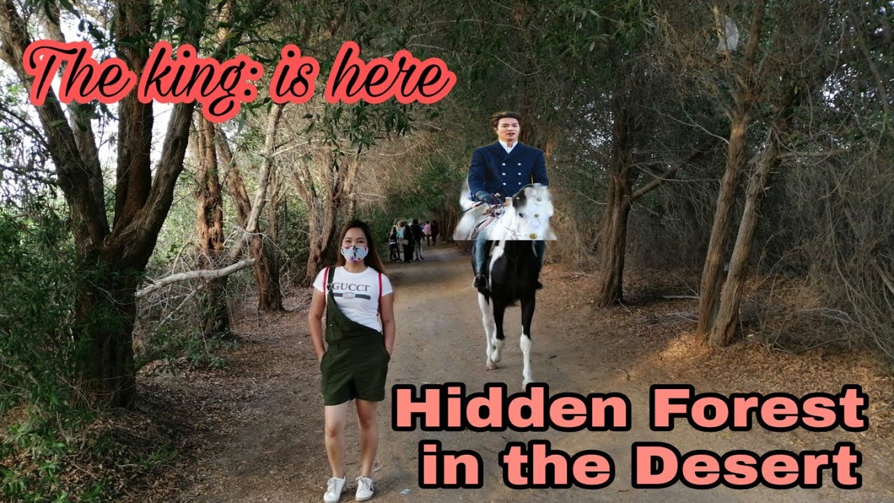 Karzakan Forest BAHRAIN - YouTube