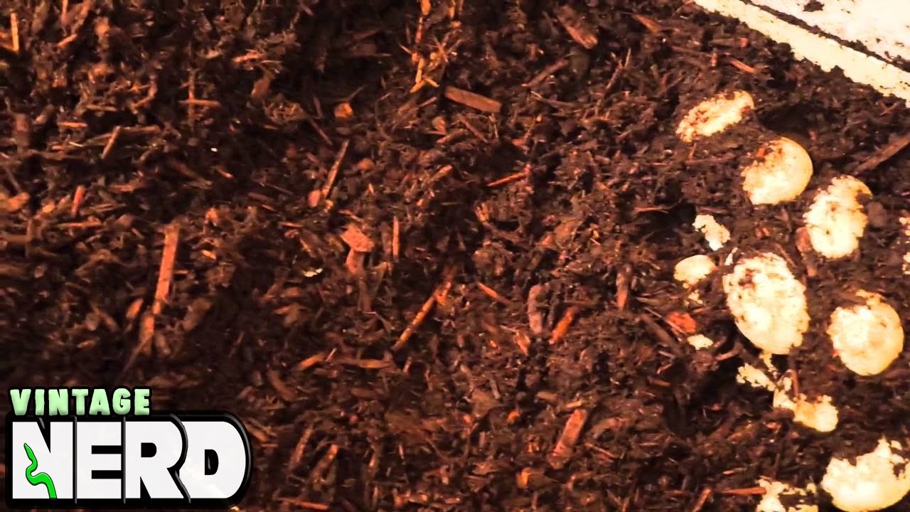 Type 2 H2O Monitor Eggs - YouTube