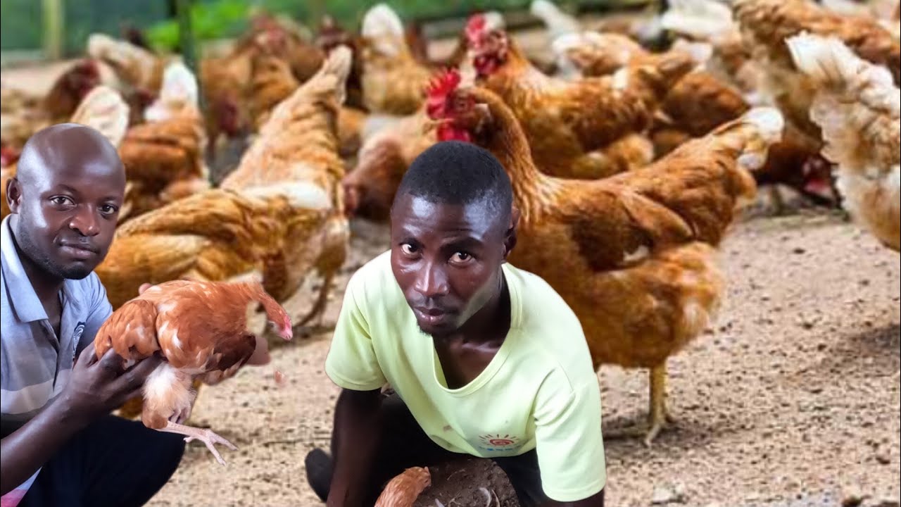 He left UK🇬🇧 to start a successful poultry farm in Uganda 🇺🇬 - YouTube