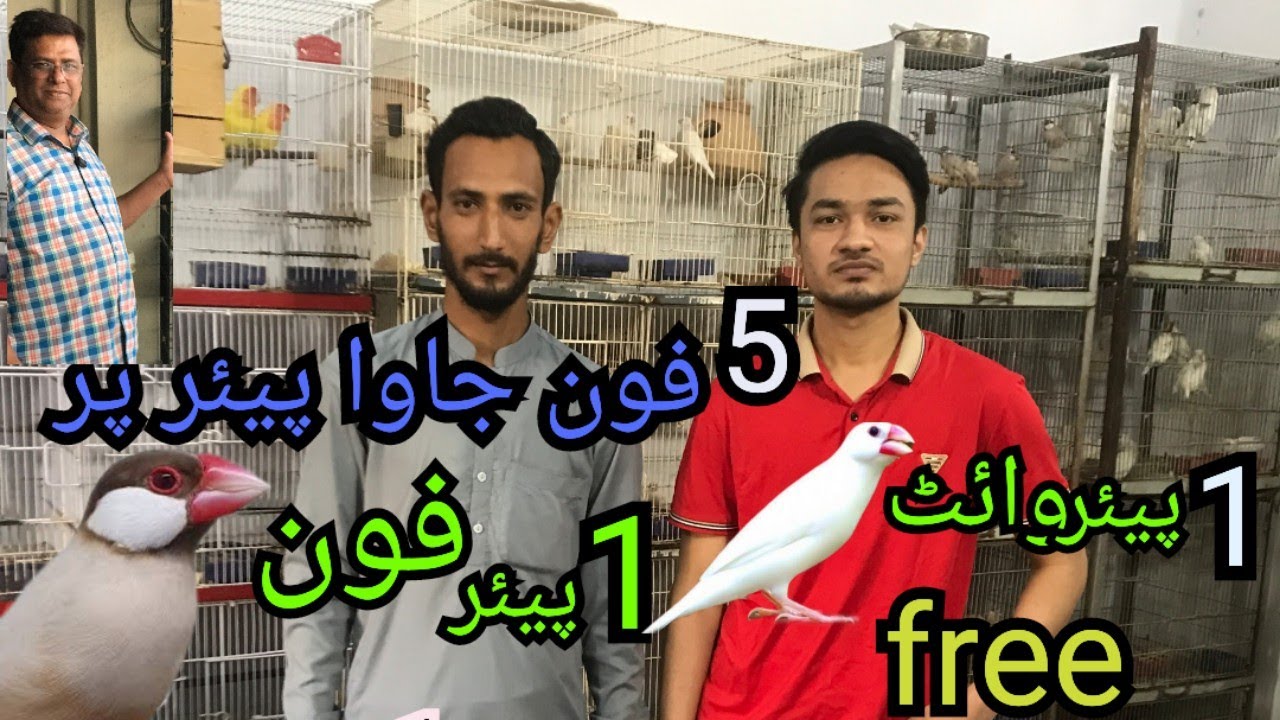 OFFER! 5 PAIRS FAWN JAVA PAR 1 PAIR WHITE OR 1 PAIR FAWN FREE | WITH ARSALAN FROM NEXUS BIRDS ...