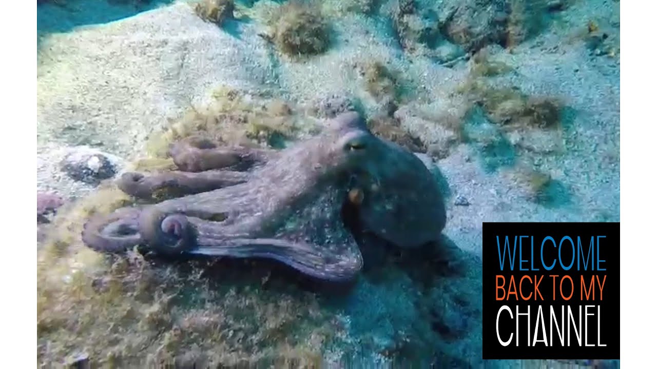 Scuba Diving WITH An OCTOPUS in Turkey - YouTube