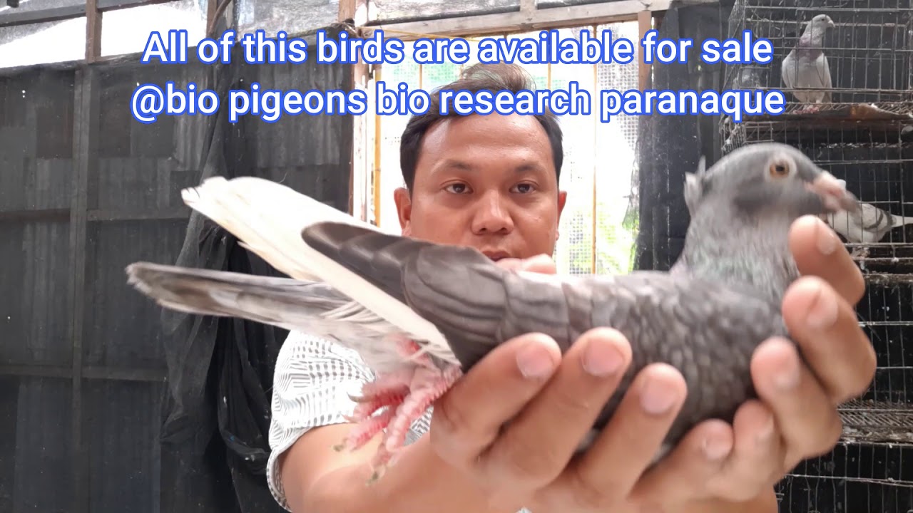 Super rare color pigeons available @bio pigeons bio research paranaque ...