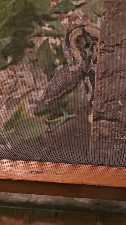 Ball Python Strike #wow #snake #ballpython #food - YouTube