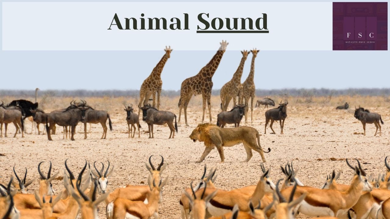 Horse whinny Sound | Download for Free | Animal sounds | copyright-free ...