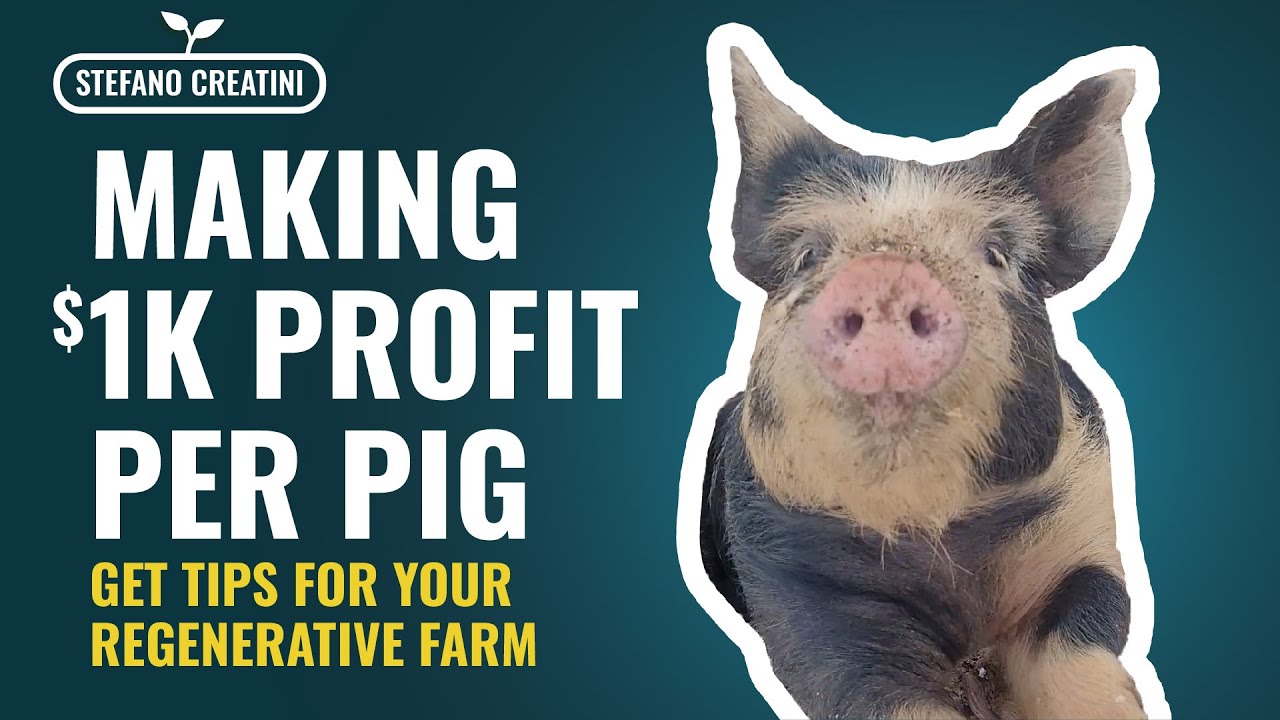 Making $1,000 per pasture pig | Millennial Farmer | Regenerative ...