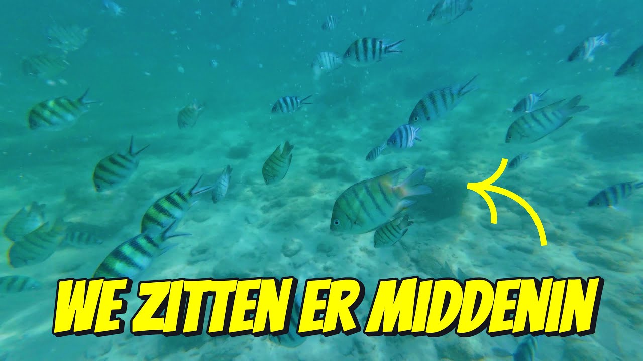 ANNIE WILDE DIRECT HET WATER UIT TOEN ZE DIT ZAG ! #312 - YouTube