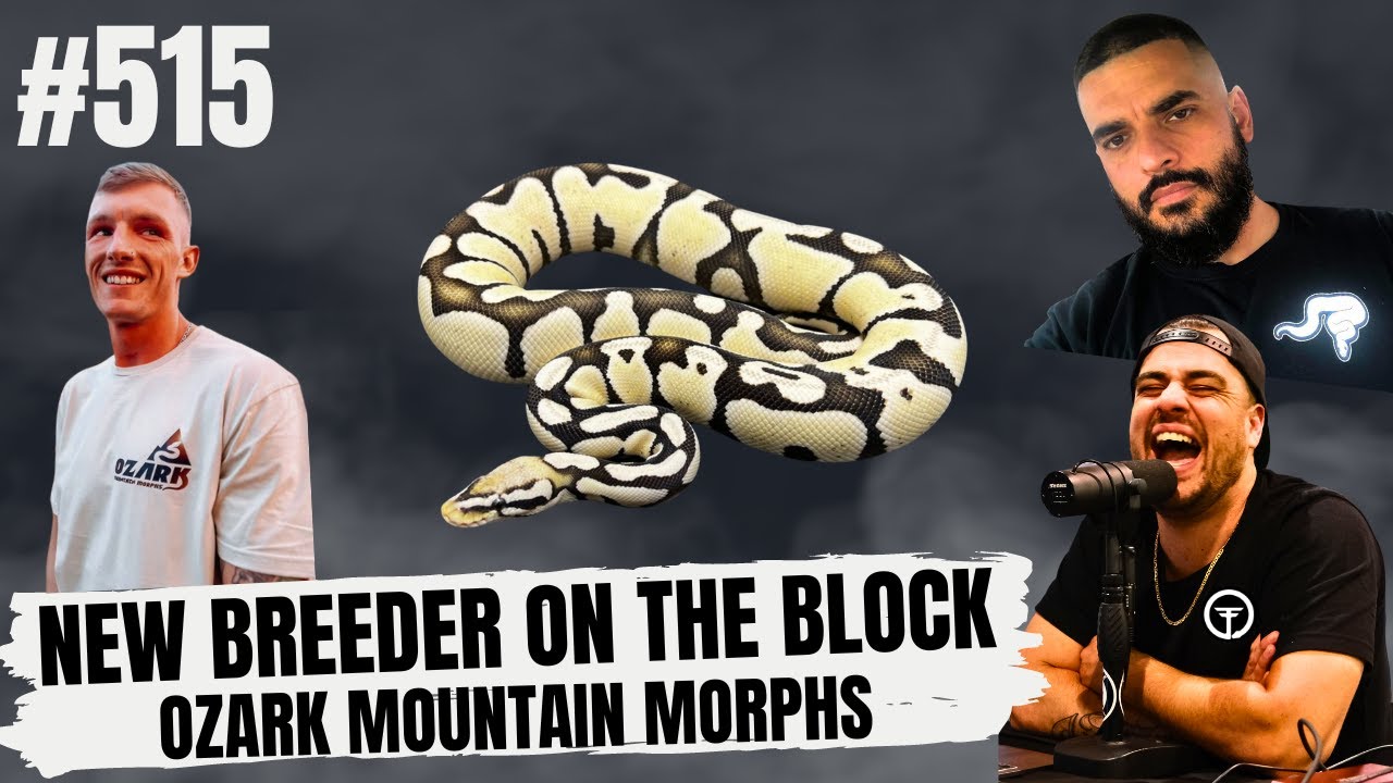 THE BEST BALL PYTHON BREEDER MINDSET TO HAVE | NEW BREEDER ON THE BLOCK ...