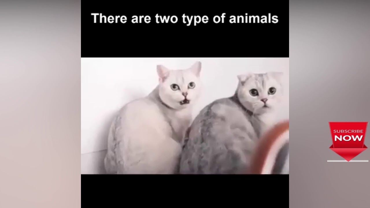 There Are Two types of Animals. Funniest Pets Compilation | Videos to ...