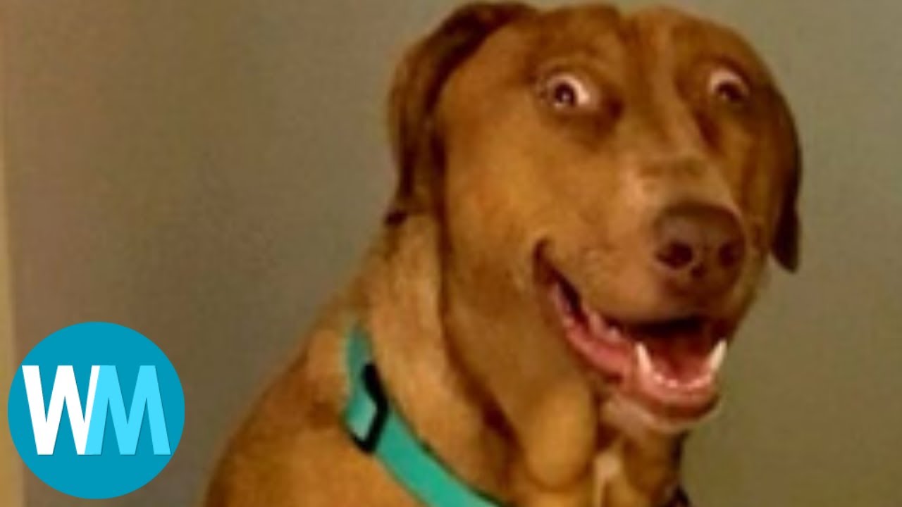 Top 5 Goofy Dogs part 3 - YouTube