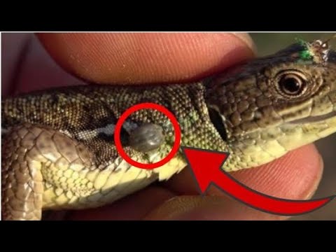 Oha.!  Kertenkeleye kene yapışmış