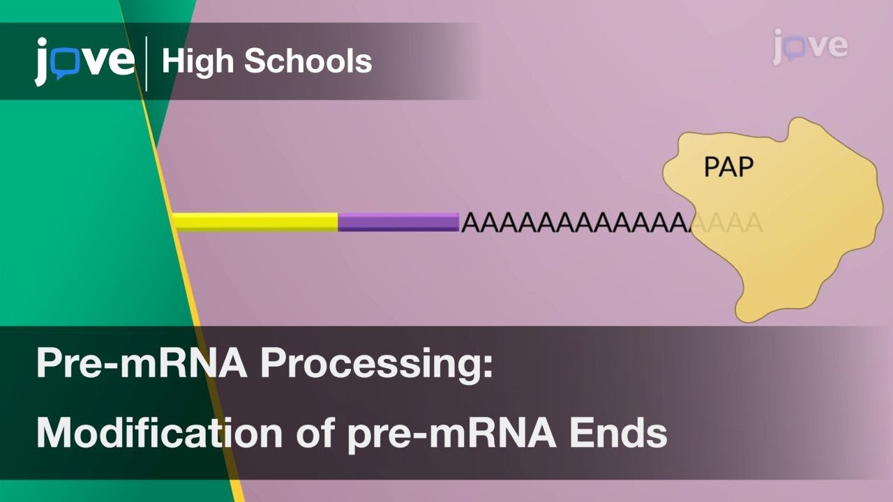 Pre-mRNA Processing: Modification of pre-mRNA Ends | Cell Bio | Video ...