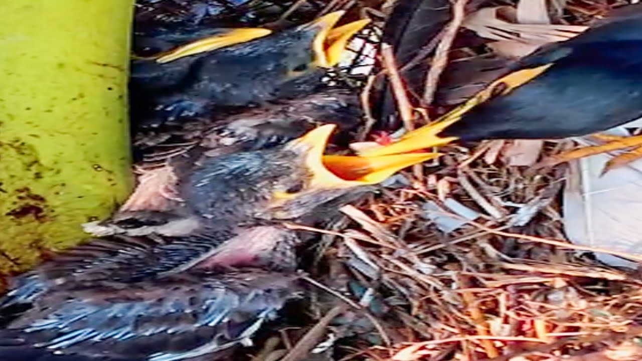 Wings of Change: How Baby Birds Grow Up - YouTube