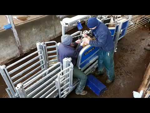 Clipex Sheep Handler Demo - Aberdeenshire - YouTube