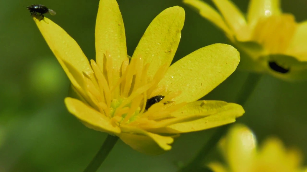 Cztery Pory Roku - WIOSNA w Puszczy Bolimowskiej - YouTube