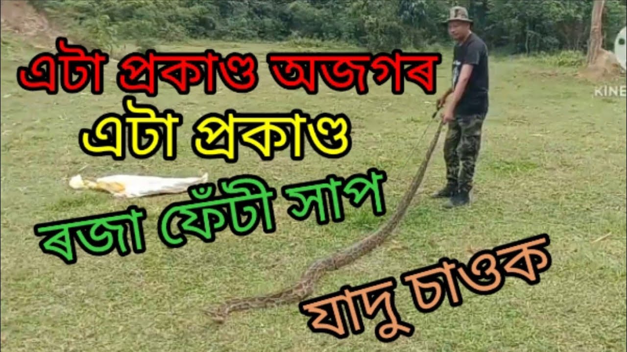 @kiron837 দুটা প্ৰকাণ্ড অজগৰ সাপ (Barmish paithen) আৰু ৰজা ফেঁটী সাপ ...